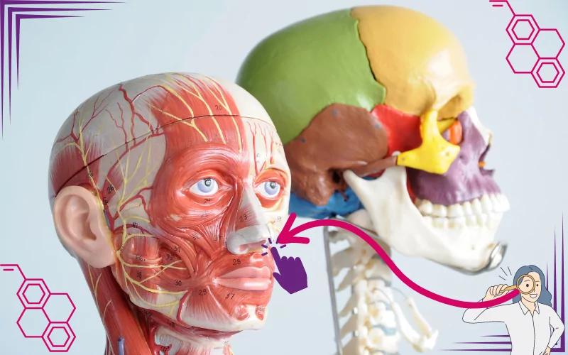 Muscle du visage au CAP Esthétique : les bases clés