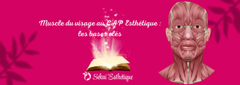 Muscle du visage au CAP Esthétique : les bases clés